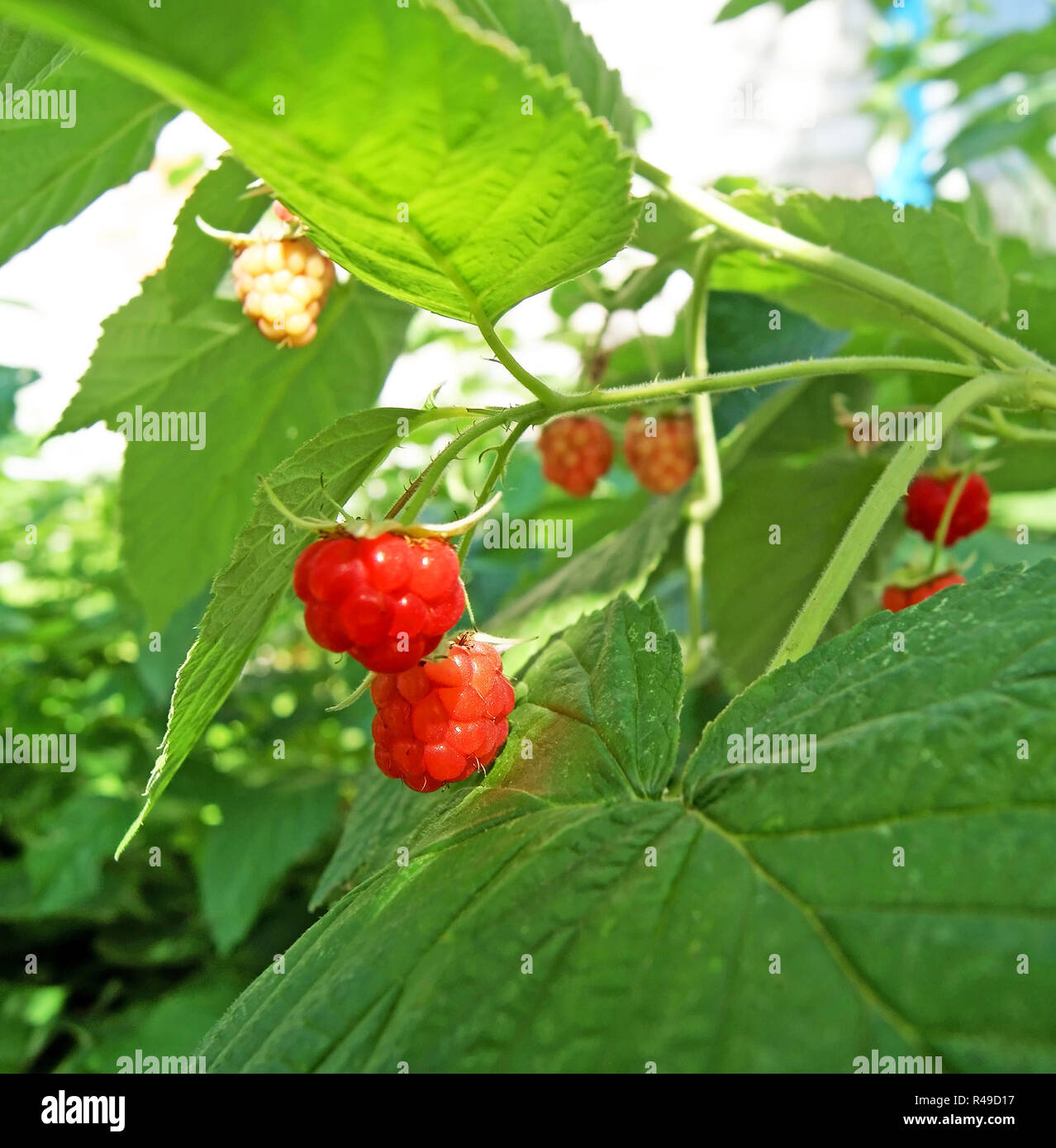Vitamun hi-res stock photography and images - Alamy