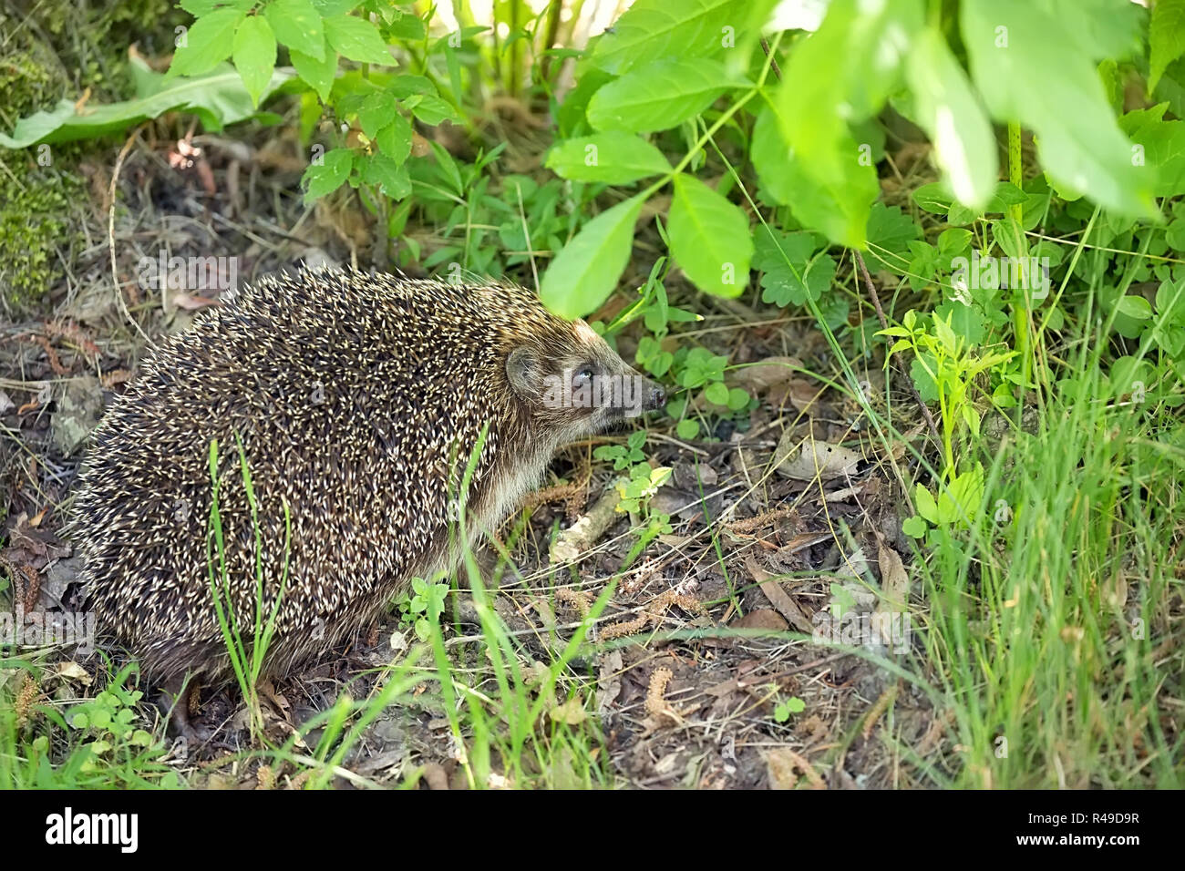 Hedgehog profile hi-res stock photography and images - Alamy