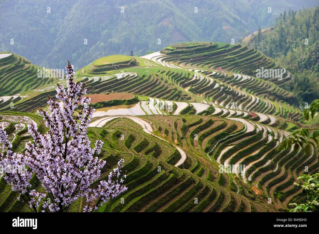 Longji farming community hi-res stock photography and images - Alamy