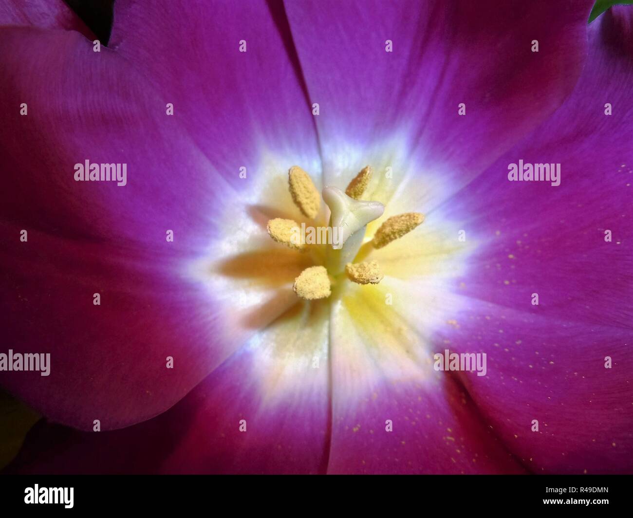 Pha nomena hi-res stock photography and images - Alamy