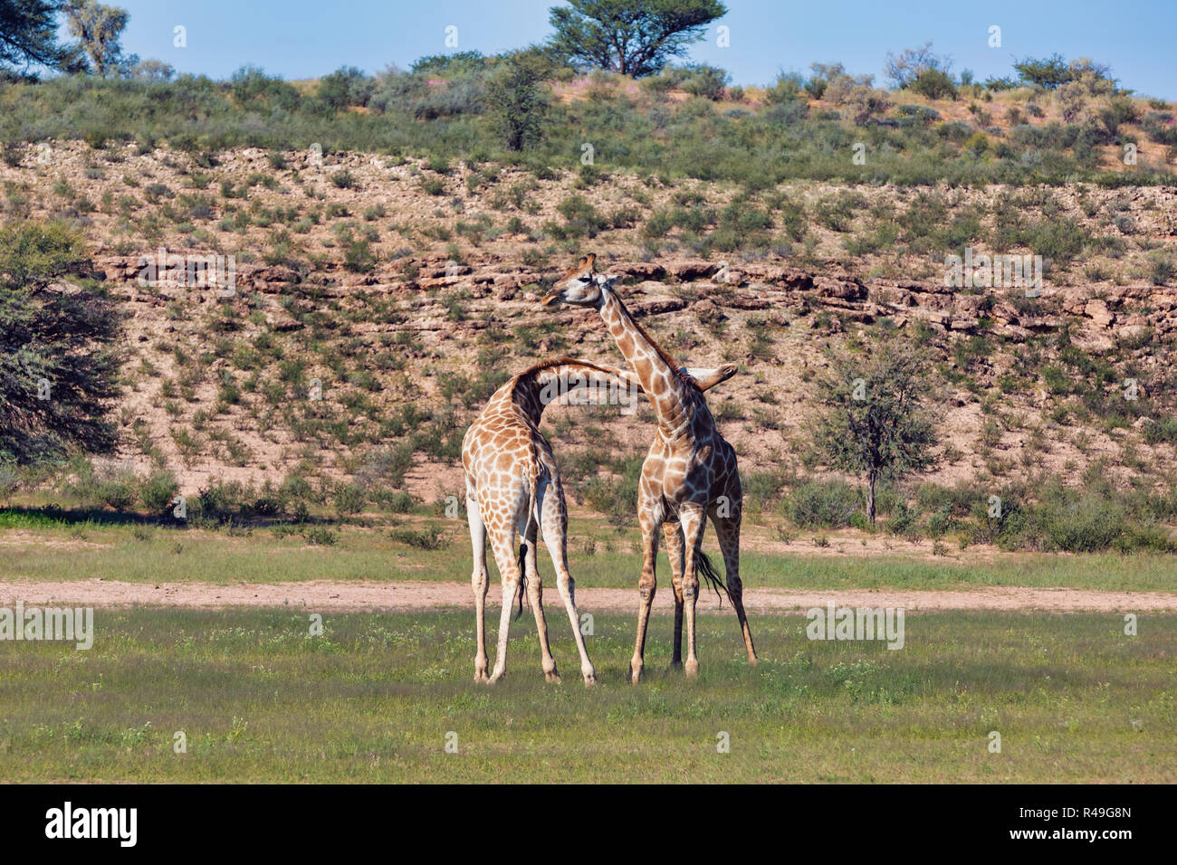 two cute Giraffes in love making dance. Kalahari, green desert after ...