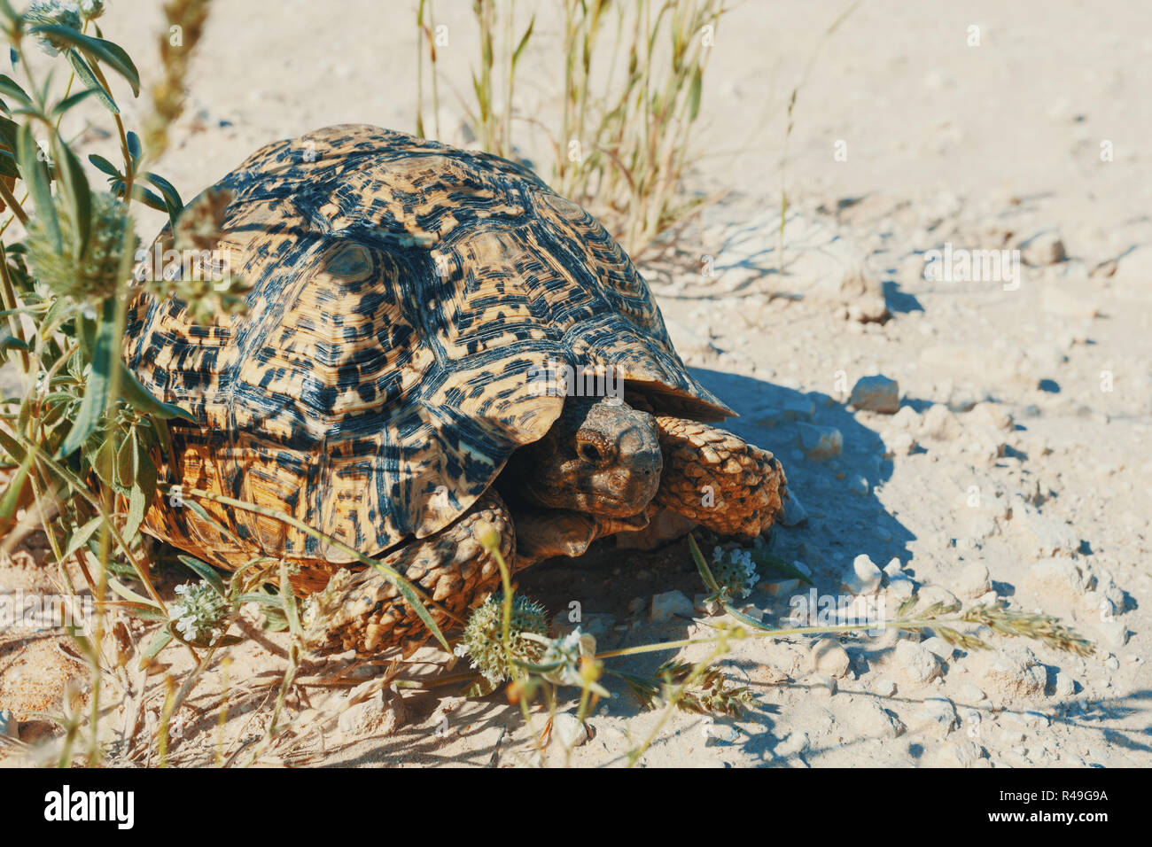 beautiful turtle leopard tortoise in nature habitat, north part of ...