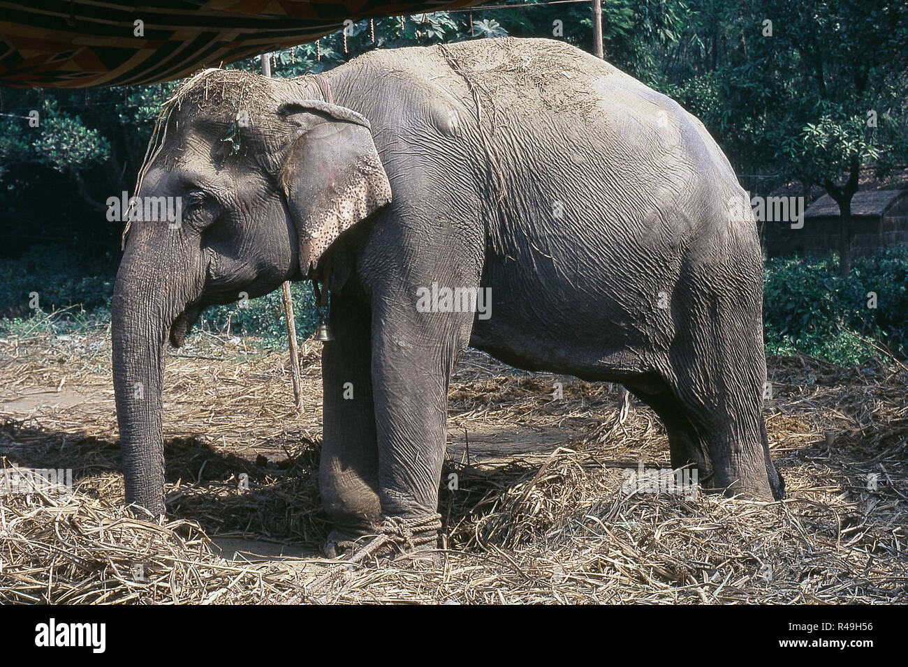 Elephant for sale, Sonepur Fair near Patna, Bihar, India, Asia Stock ...