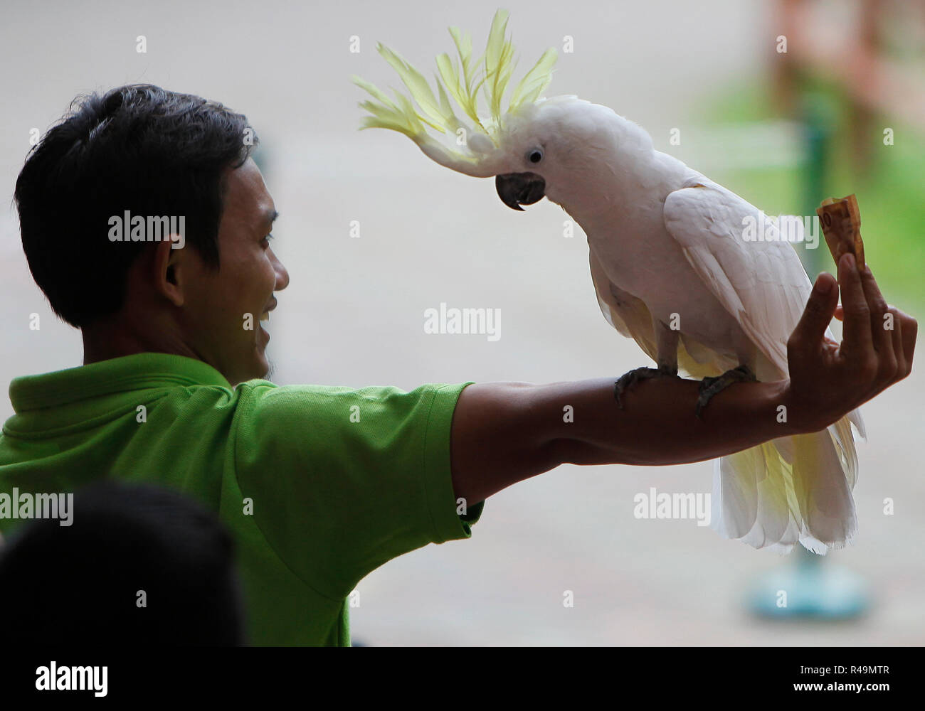 A white cockatoo (Cacatua alba) is seen standing on the hand of a ...