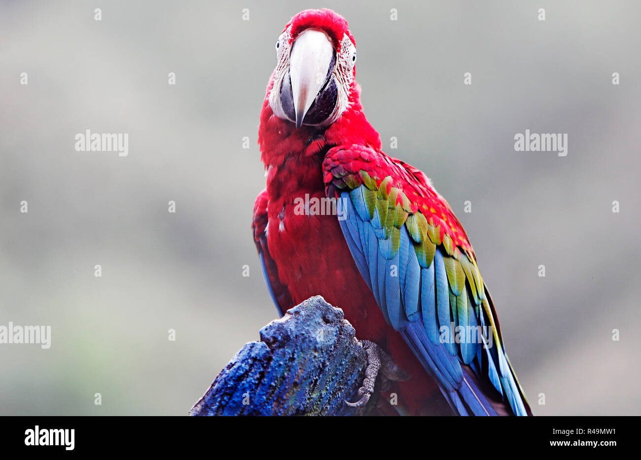A green-winged macaw (Ara chloroptera) is seen in a cage at the Taman ...