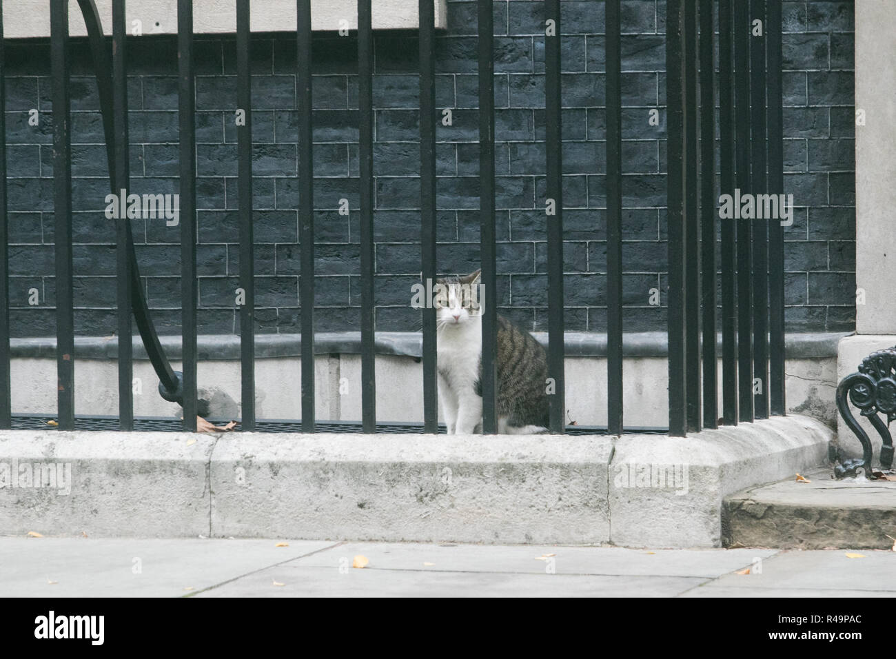 London, UK. 26th Nov, 2018. Larry the cat and the Chief mouser to the ...