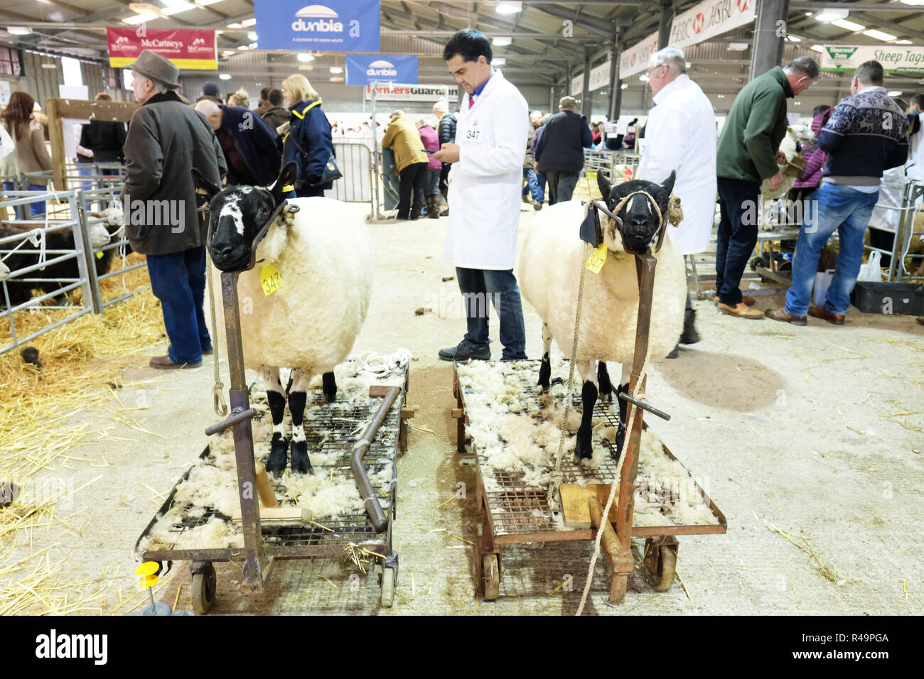 Judging sheep breeds hi-res stock photography and images - Alamy