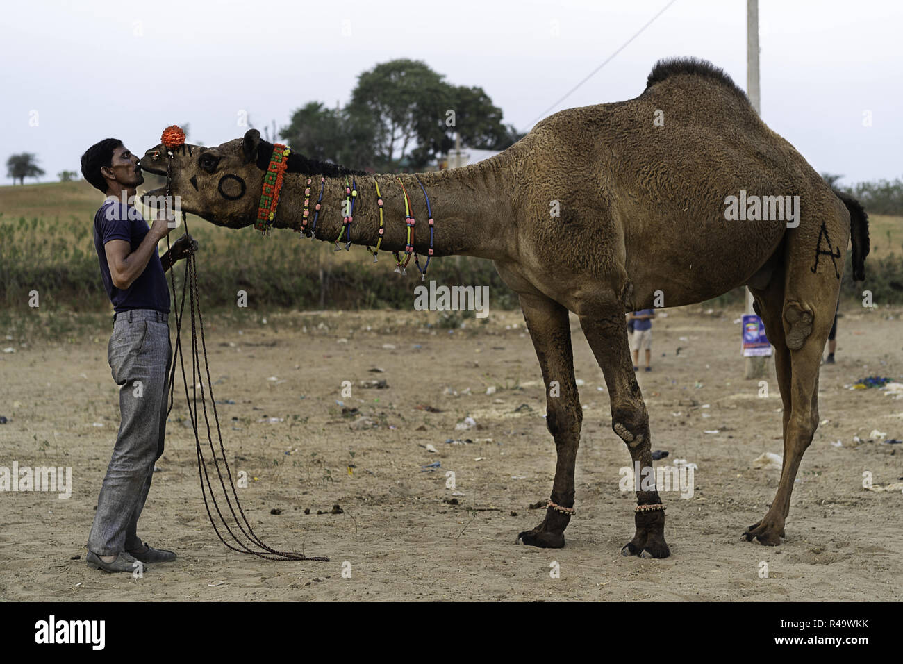 Kissing camels hi-res stock photography and images - Alamy