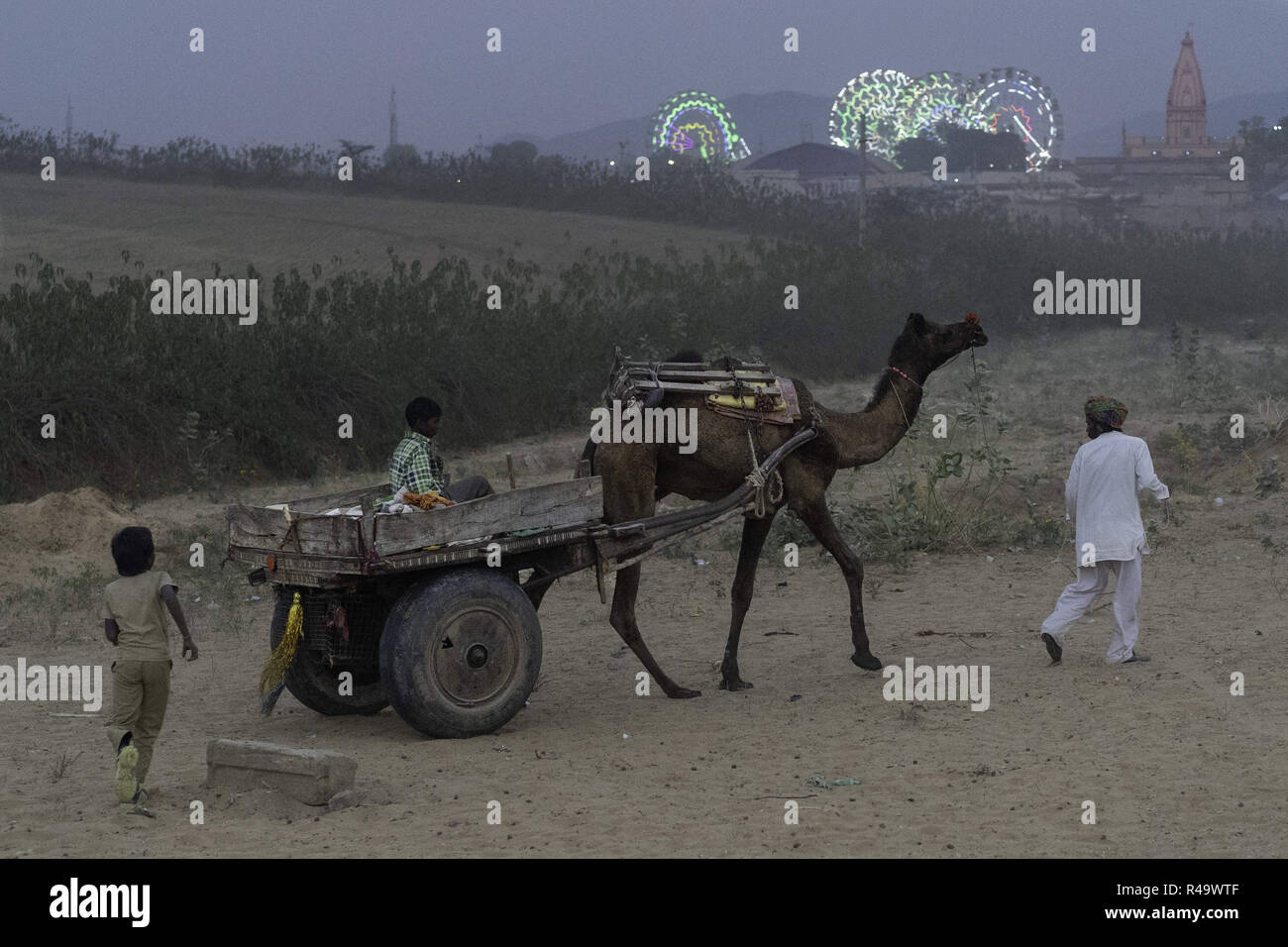 Camel pulling cart hi-res stock photography and images - Alamy