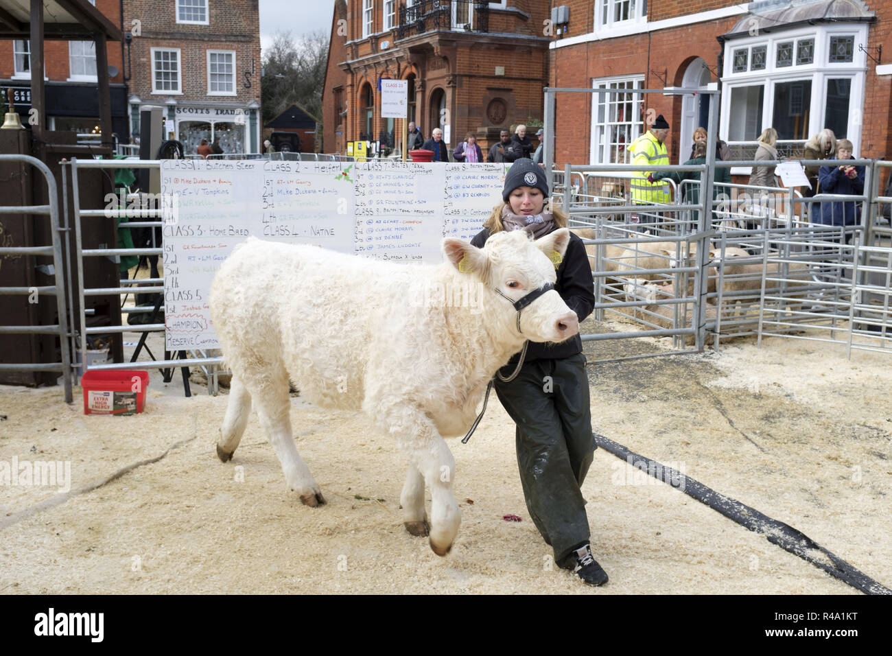 Judging farm animals hi-res stock photography and images - Alamy