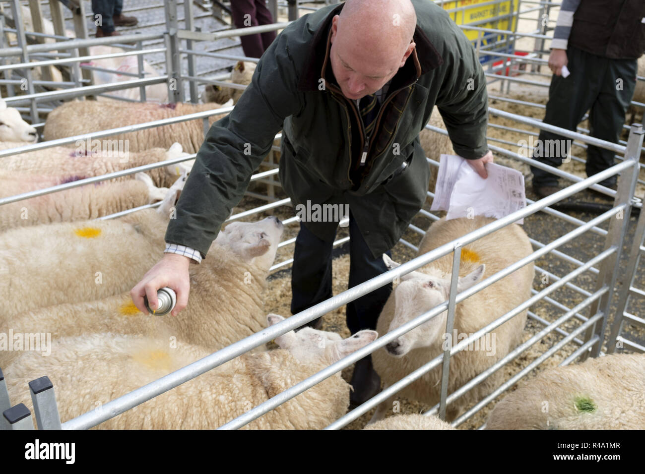 Paint mark to identify sheep hi-res stock photography and images - Alamy
