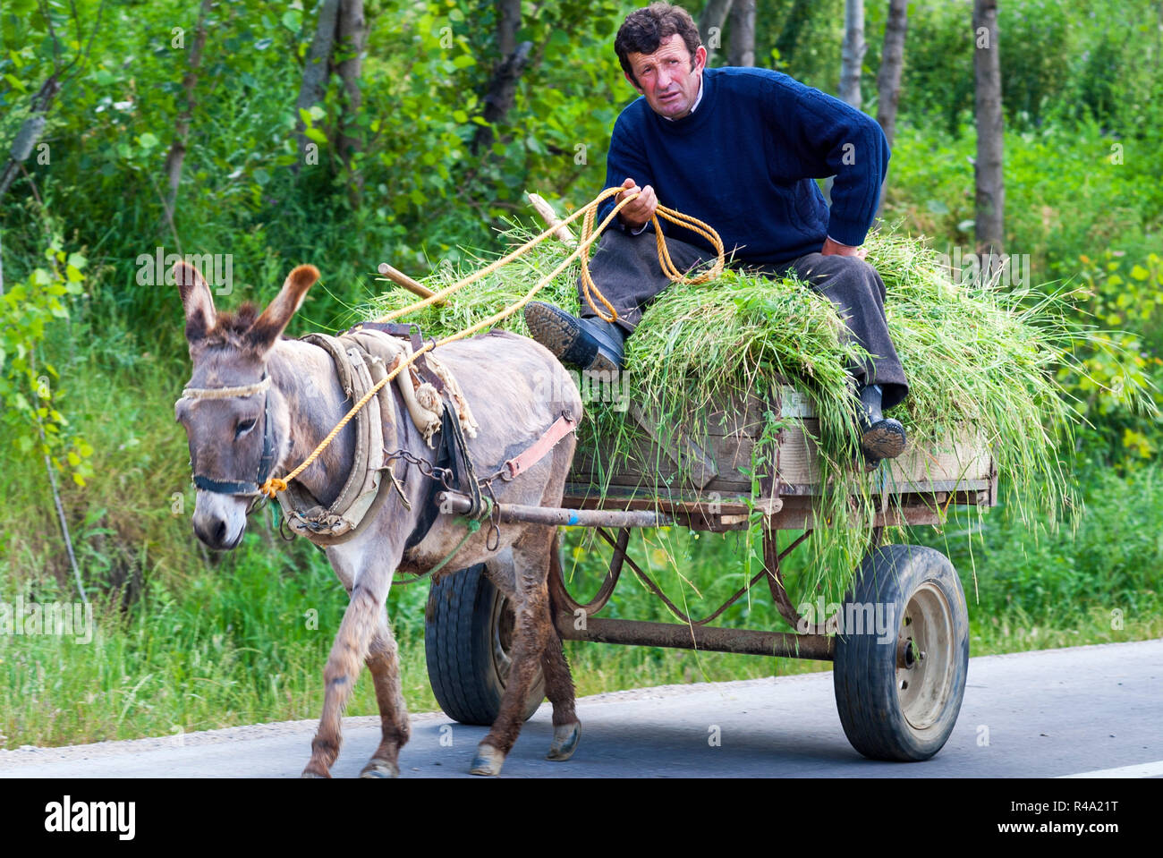 Albanian farmer collecting the harvest with donkey and cart, Korce ...