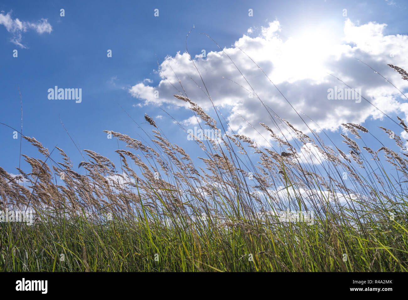 grasses in the sky Stock Photo - Alamy