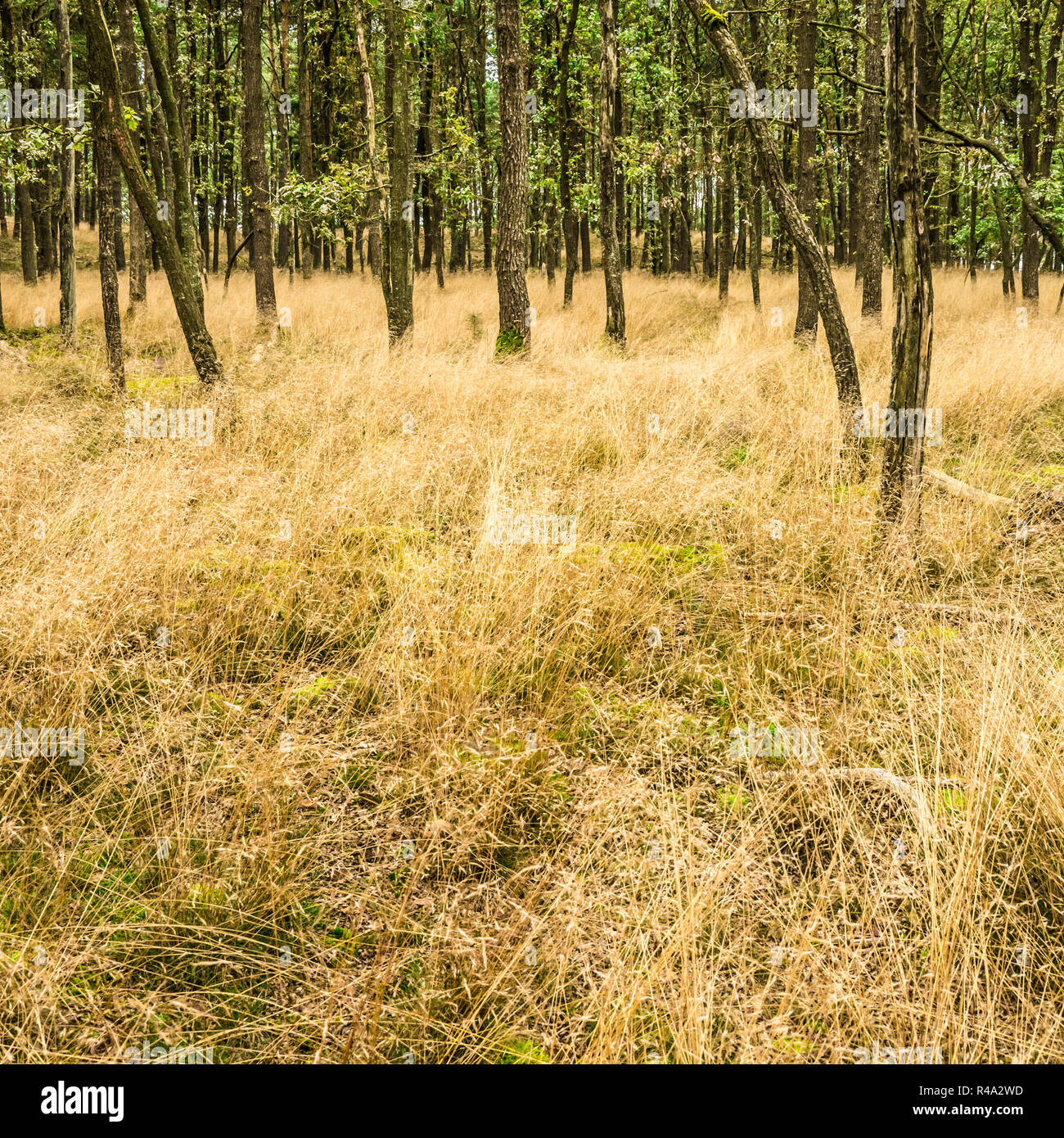 grass and forest Stock Photo - Alamy