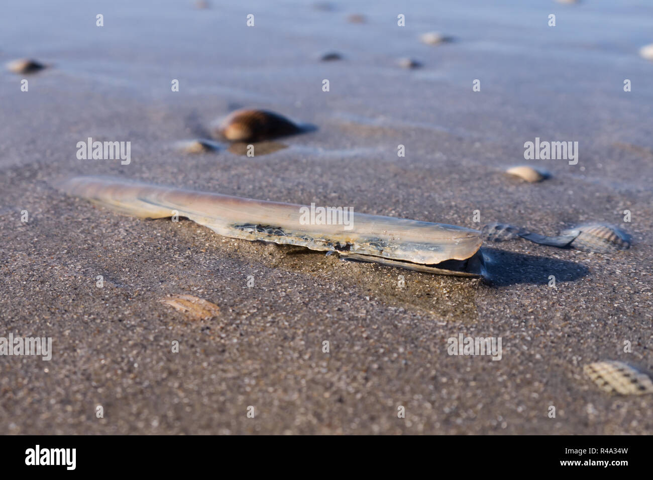 Ensis Arcuatus High Resolution Stock Photography and Images - Alamy