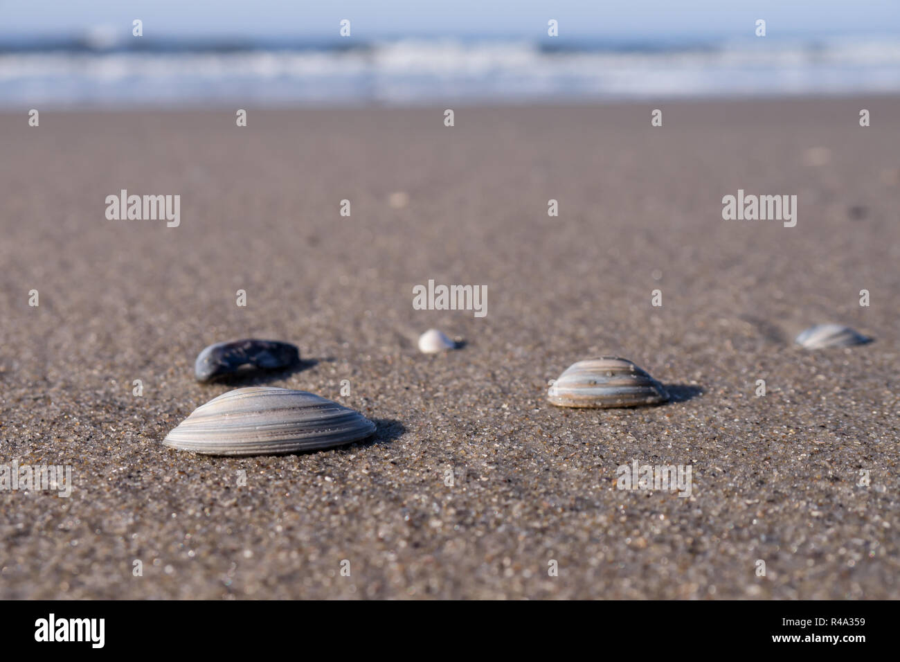 mussels at the beach Stock Photo - Alamy