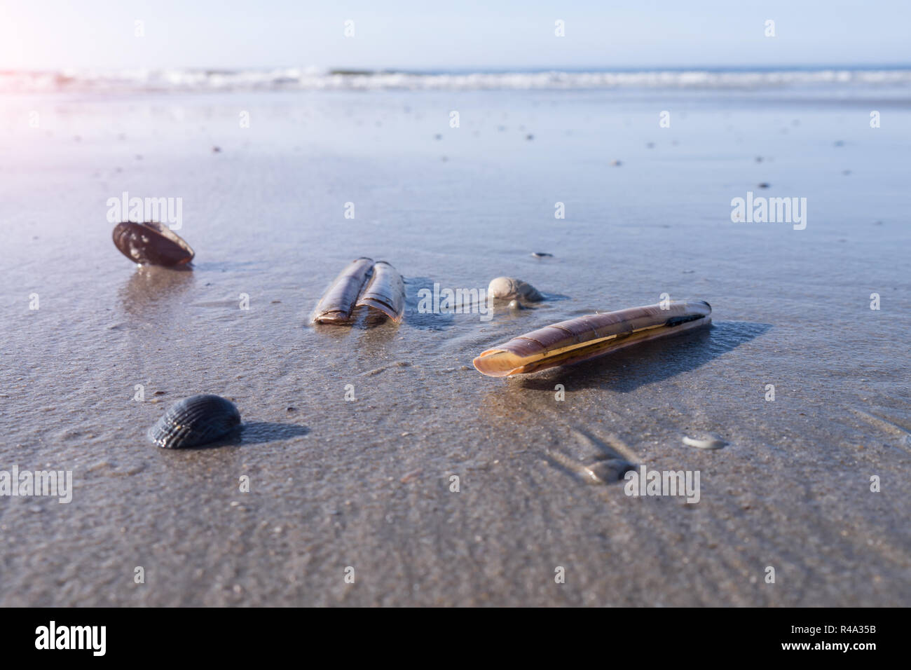 mussel at the beach Stock Photo - Alamy