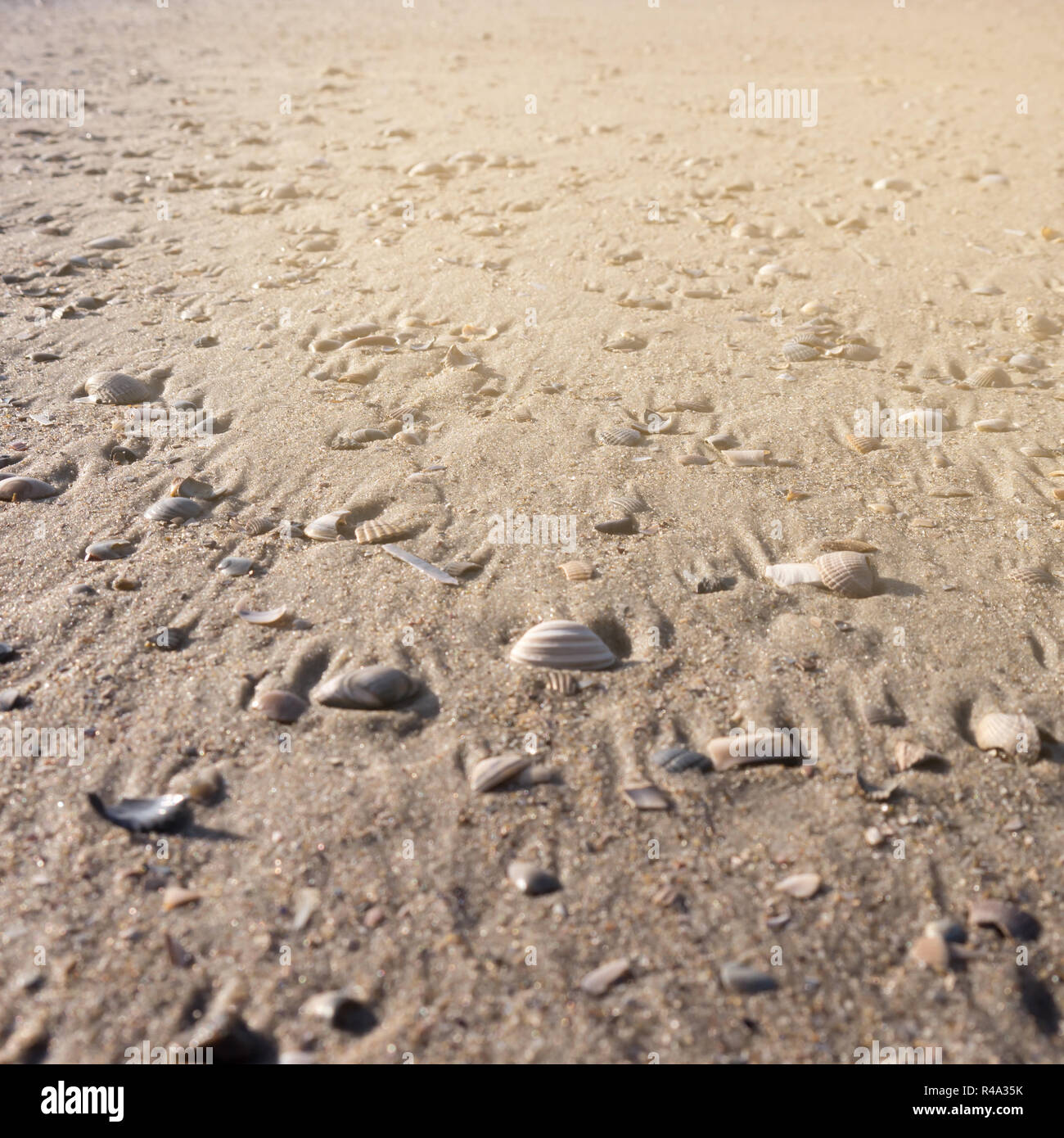 mussels at the beach Stock Photo - Alamy