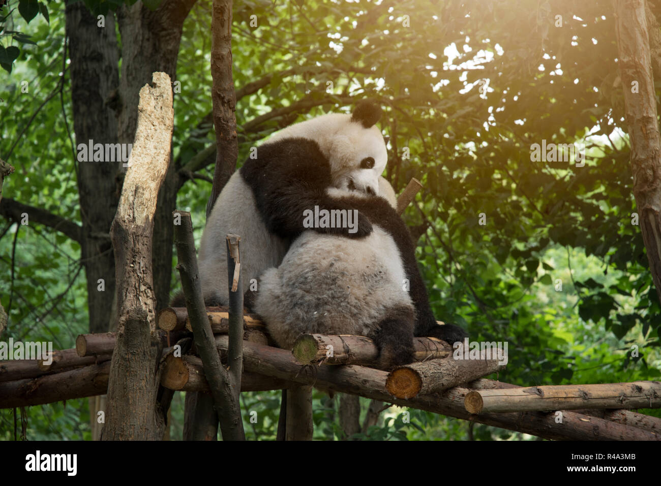 panda sits in the forest and eats bamboo Stock Photo - Alamy