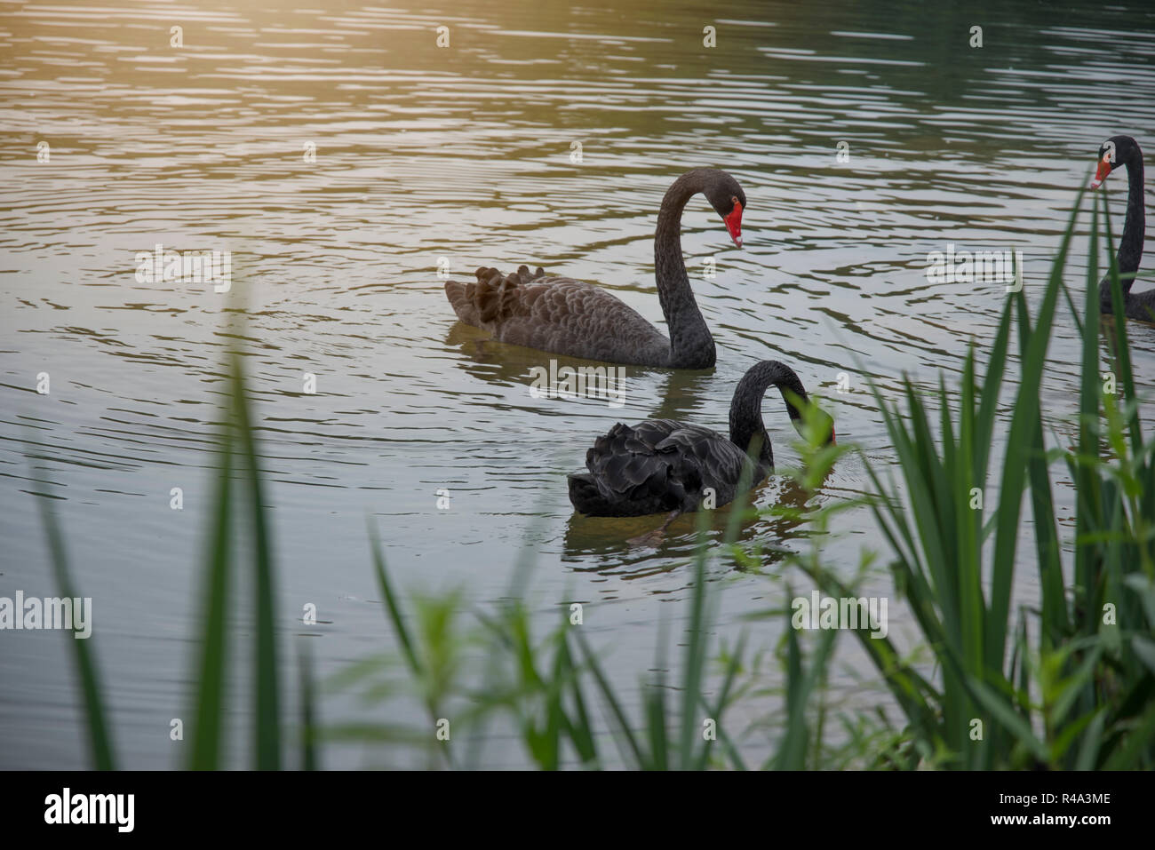 A black swan swims in a pond. China Stock Photo - Alamy