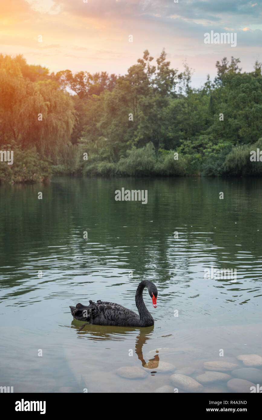 A black swan swims in a pond. China Stock Photo - Alamy
