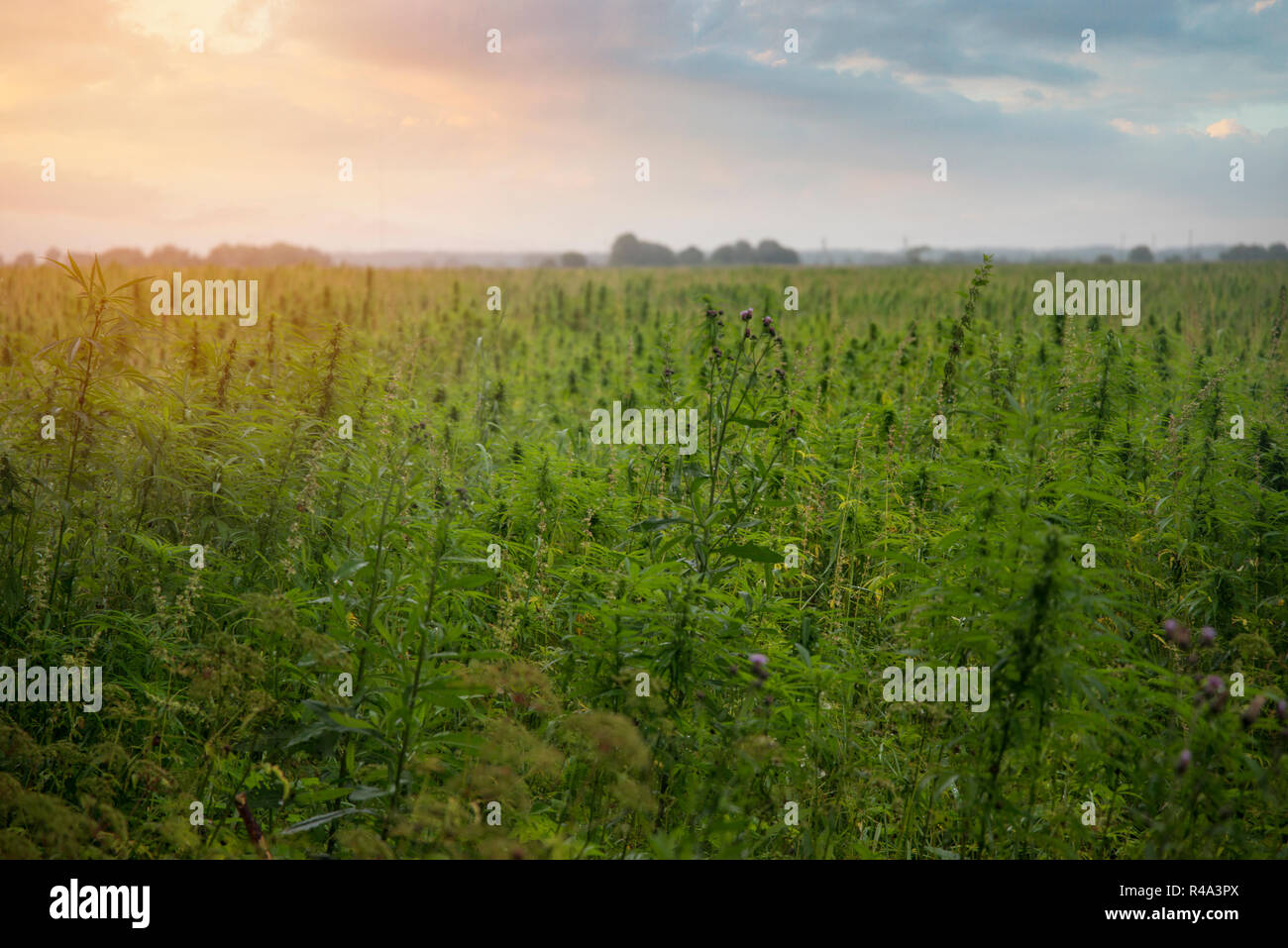 fields of industrial hemp in Estonia. Europe Stock Photo - Alamy