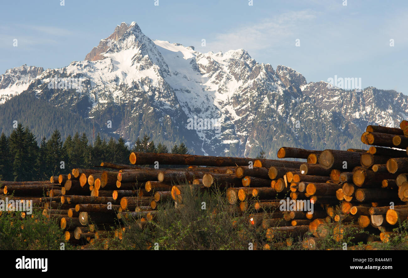 Logging Camp Whithorse Mountain Darrington Washington Stacked Logs ...