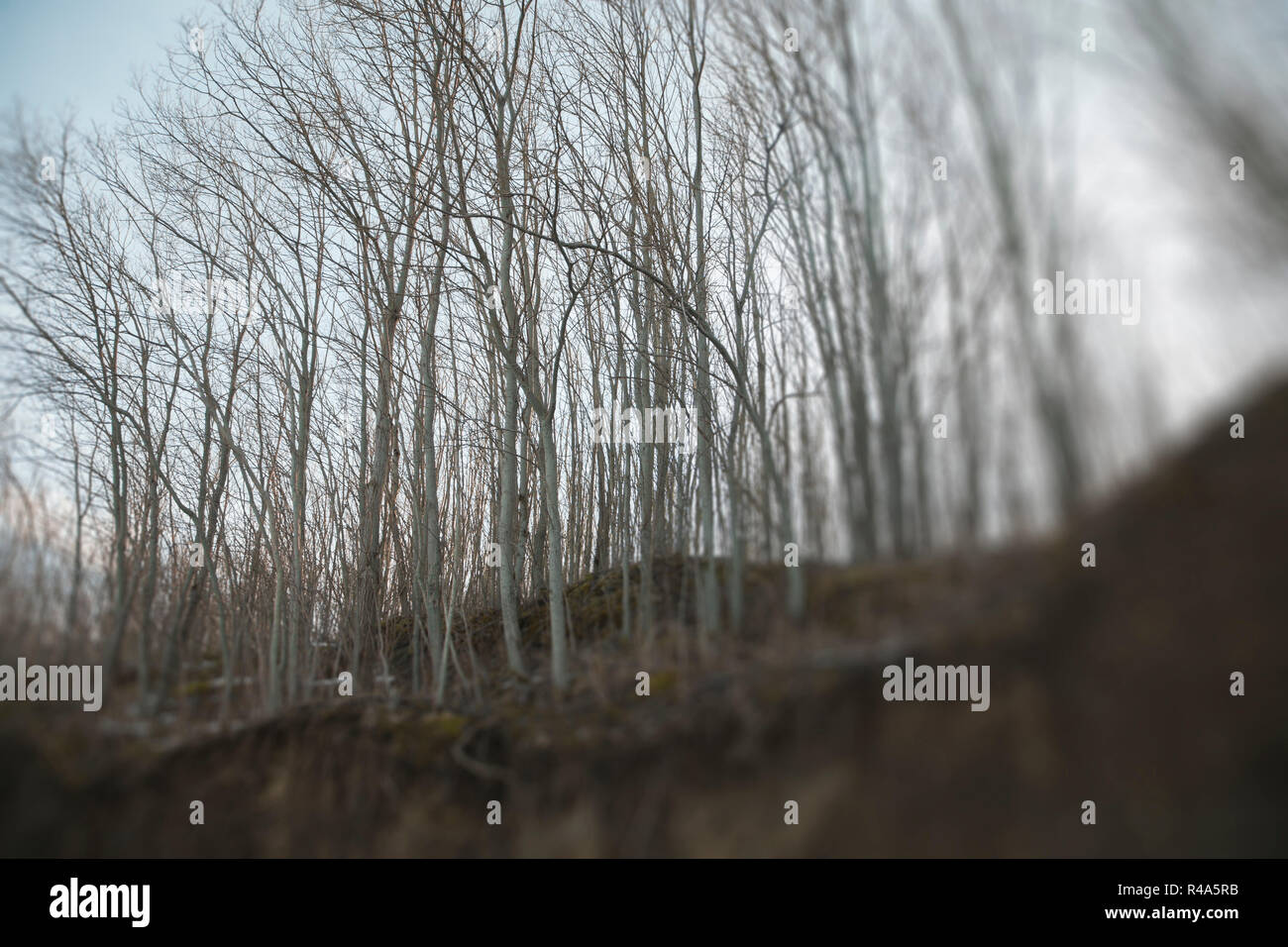 Late autumn. In the forest trees without leaves Stock Photo - Alamy