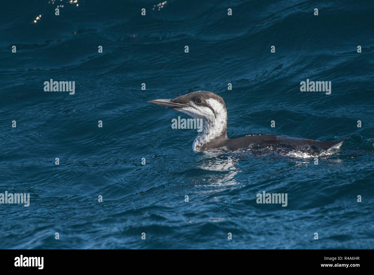 Common Murres (Uria aalge) in nonbreeding plumage floating on the ...
