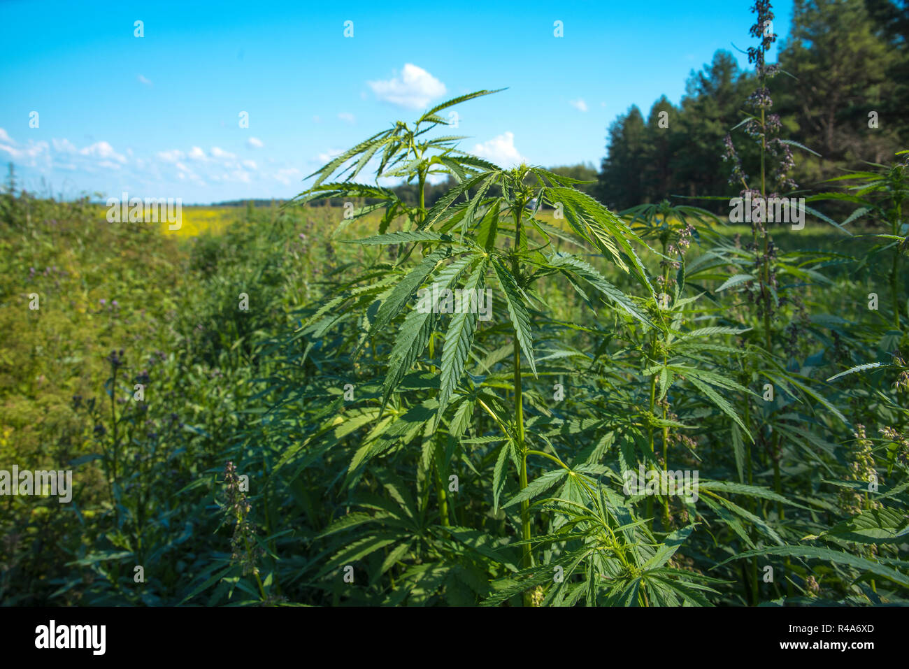 fields of industrial hemp in Estonia. Europe Stock Photo - Alamy
