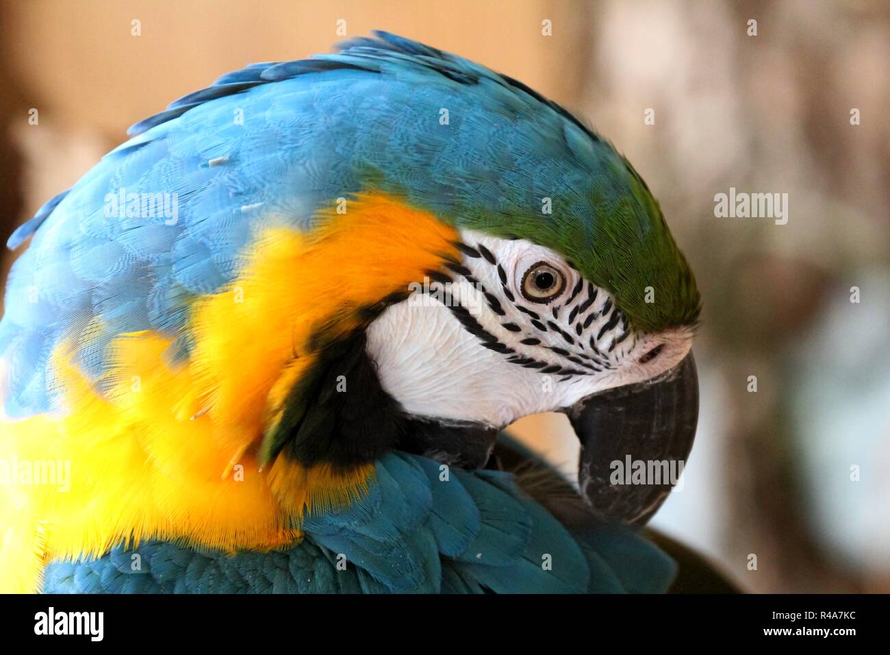 Blue and Yellow McCaw Stock Photo - Alamy