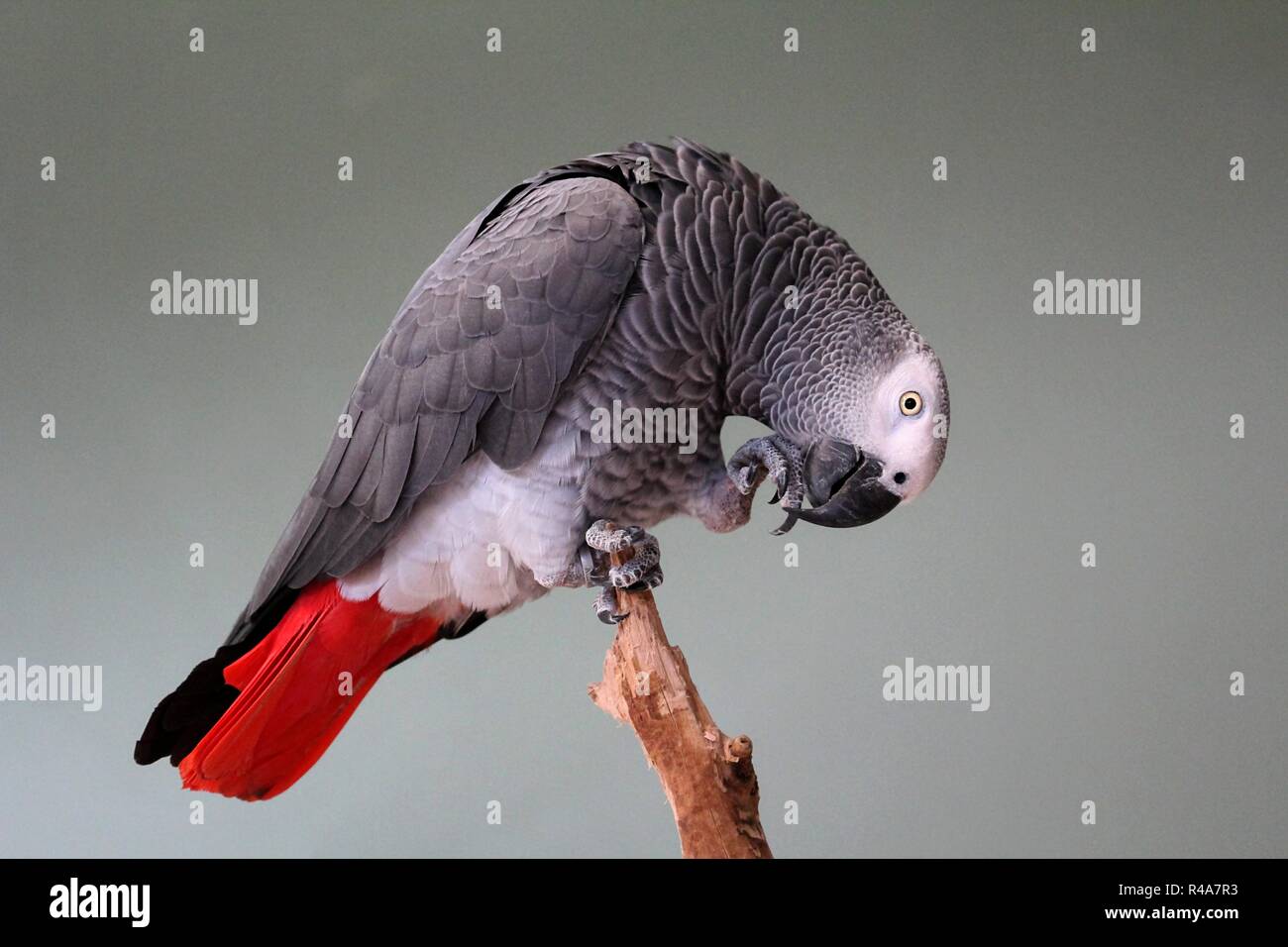 Aviary parrot hi-res stock photography and images - Alamy
