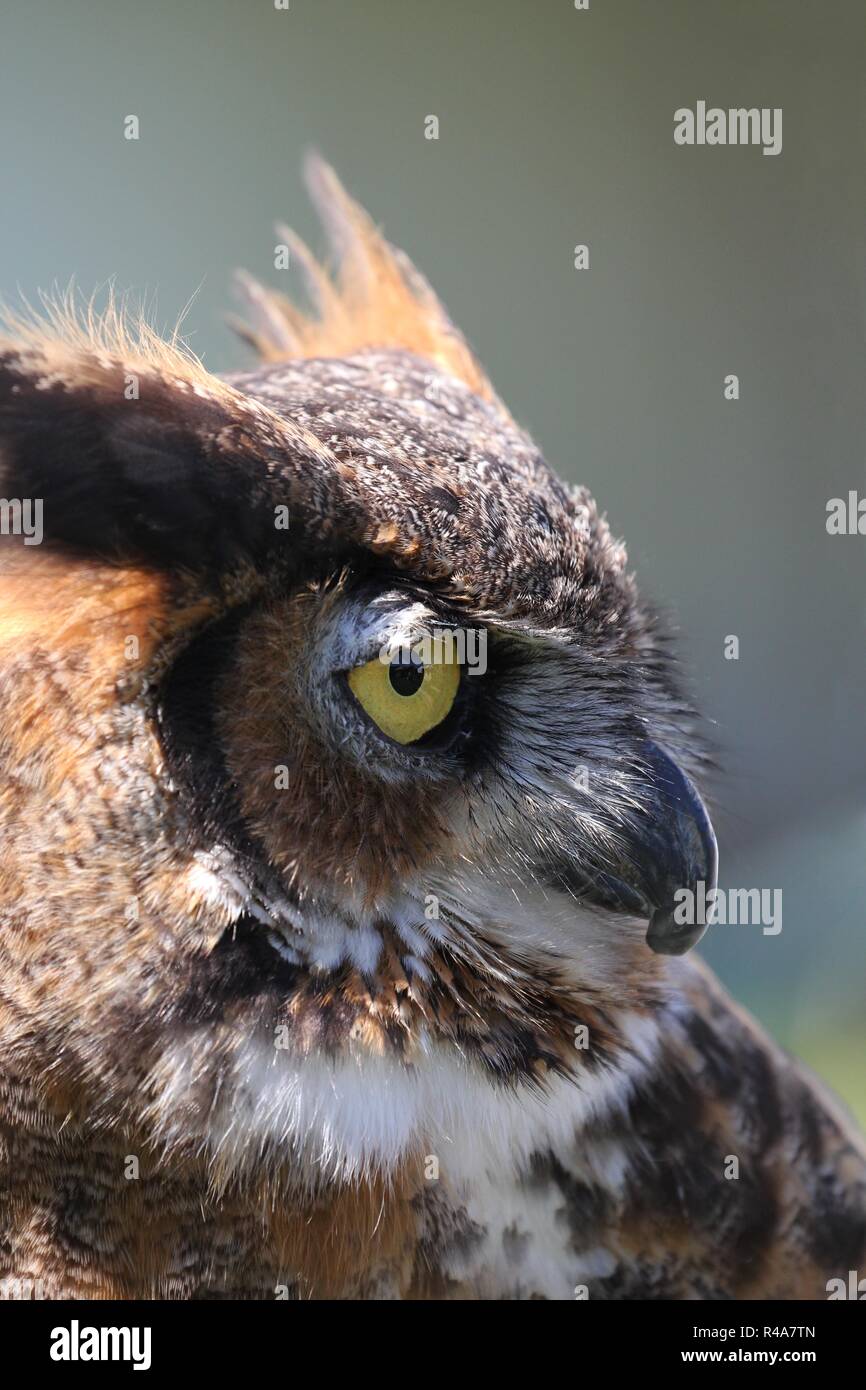 Common owl front face hi-res stock photography and images - Alamy