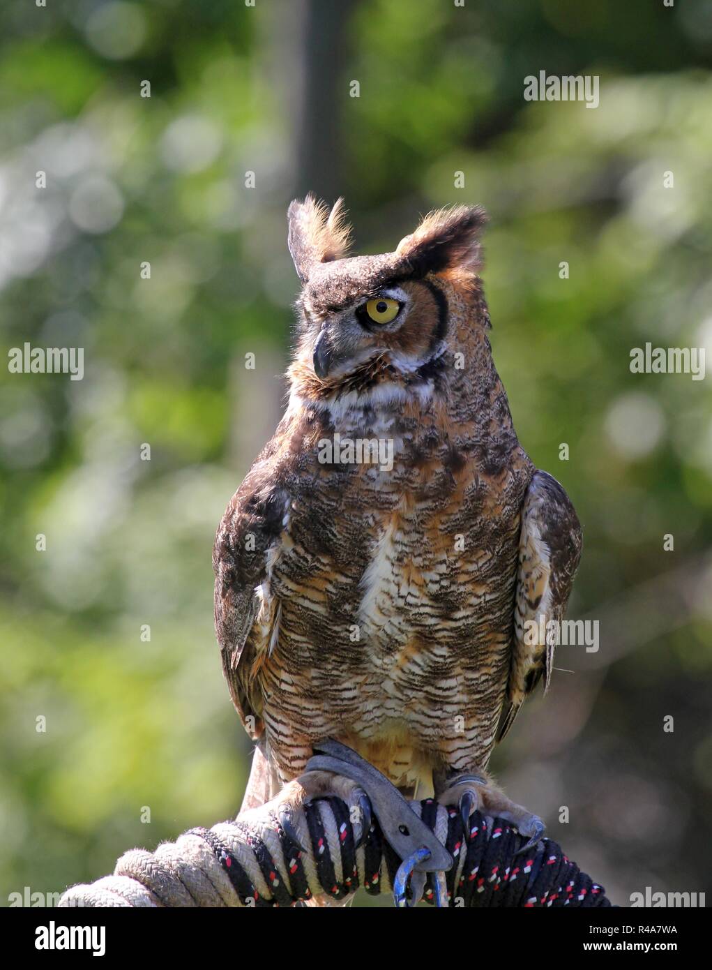 Common owl front face hi-res stock photography and images - Alamy