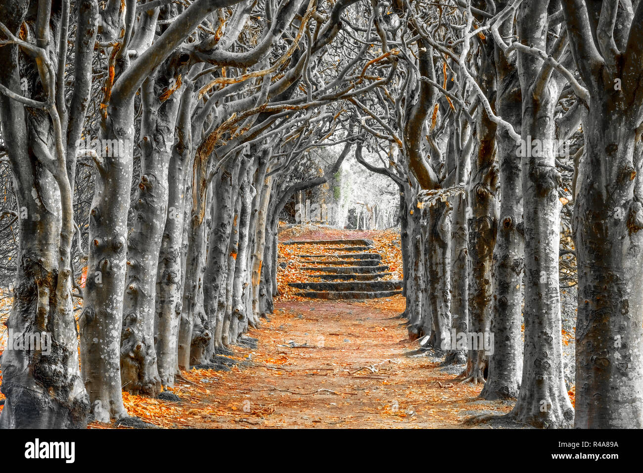 looking down the middle of a tree lined pathway, the treea are old a ...