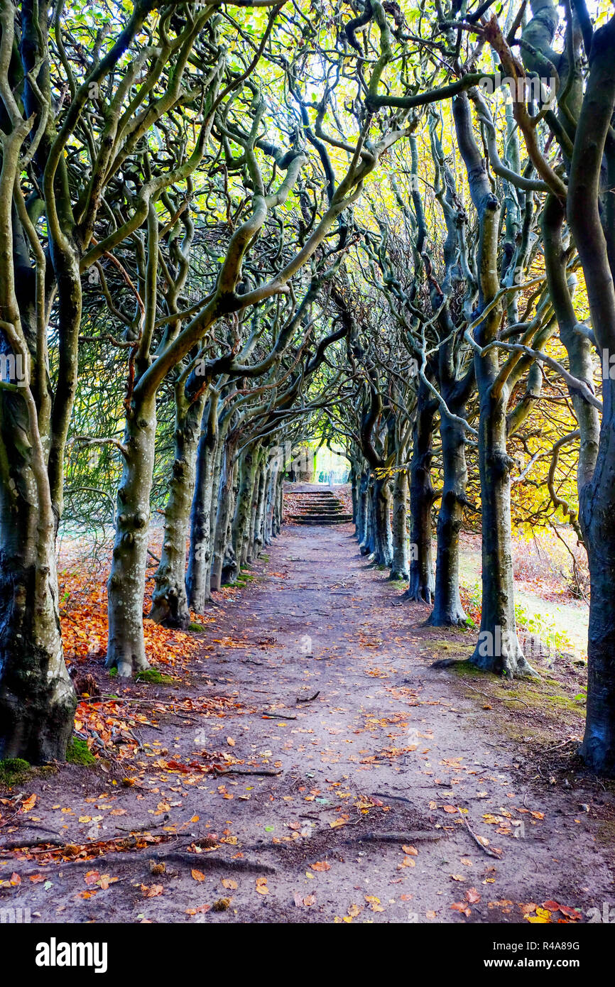 Tree archway hi-res stock photography and images - Alamy