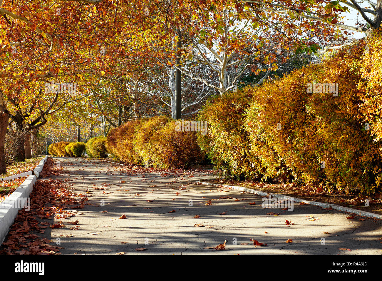 beautiful trees in the city street, autumn season Stock Photo - Alamy