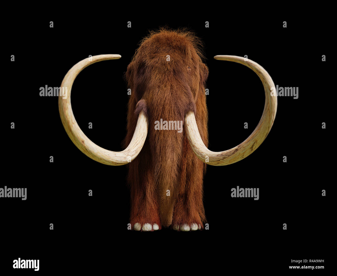 woolly mammoth, prehistoric mammal front view isolated with shadow on ...