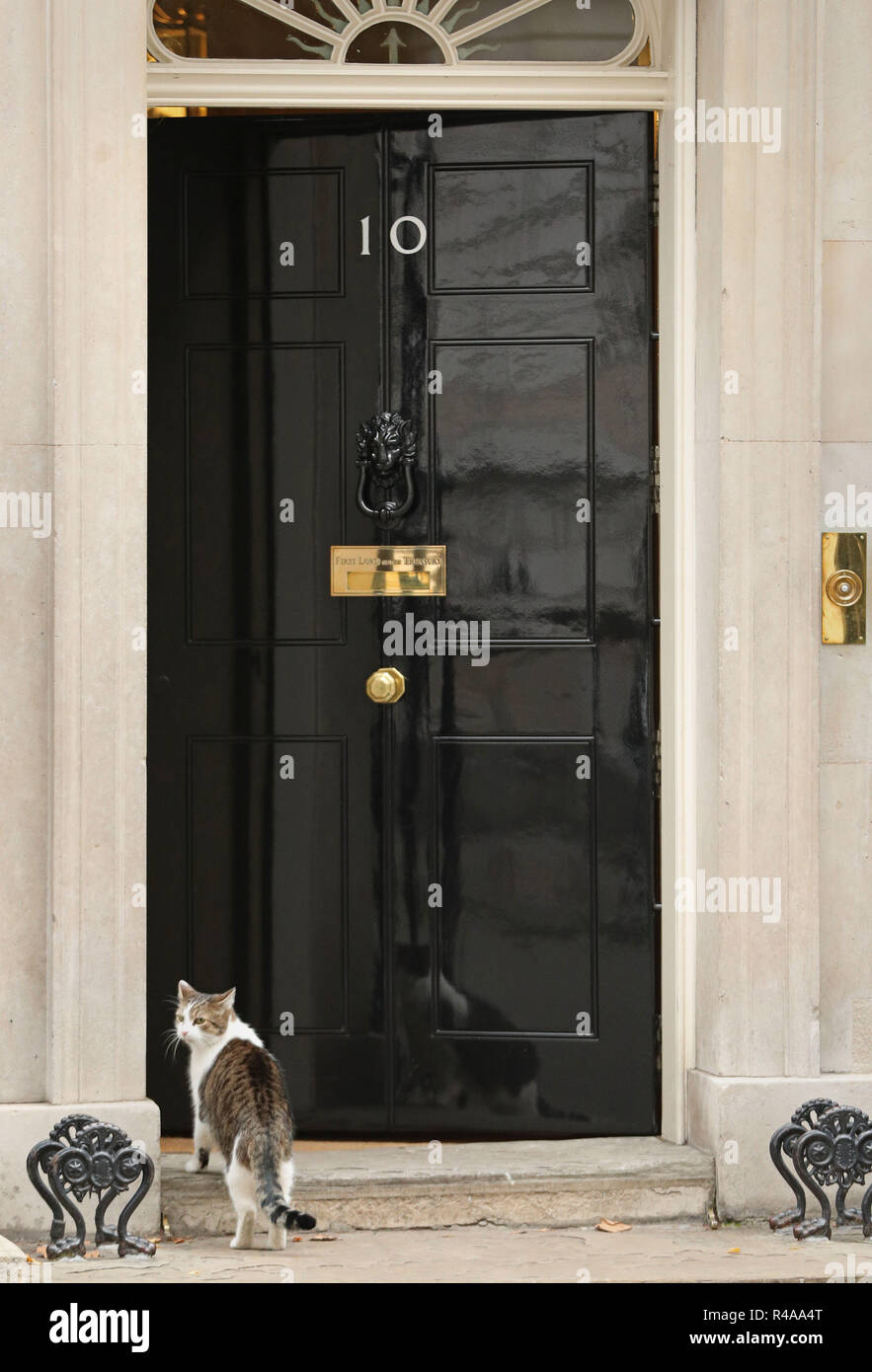Larry the cat at 10 Downing Street, London Stock Photo - Alamy