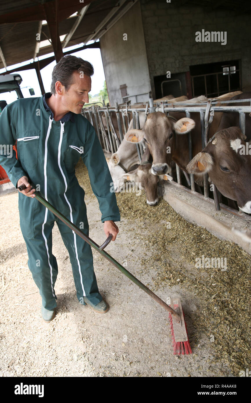 Farmer cleaning cow barn hi-res stock photography and images - Alamy