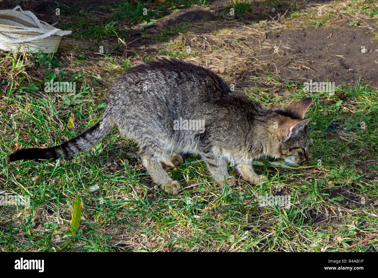 Close up lateral view on a grey tabby kitten intensely observing the ...