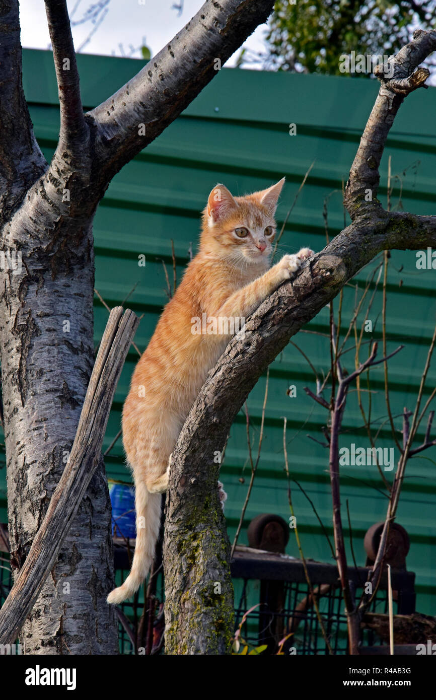 Orange tabby kitten grabbing a tree branch by its claws, lateral close ...