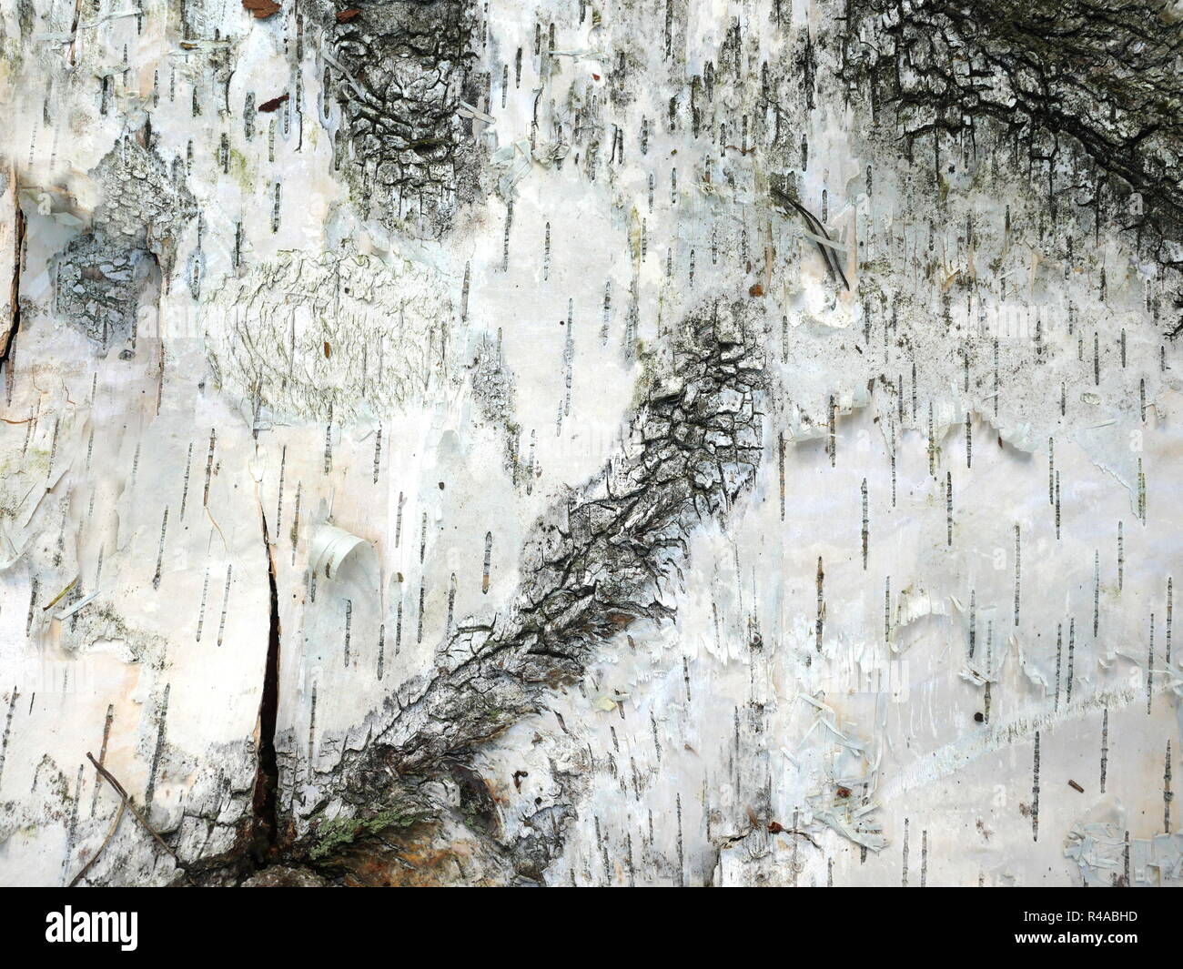 birch bark background with moss Stock Photo - Alamy