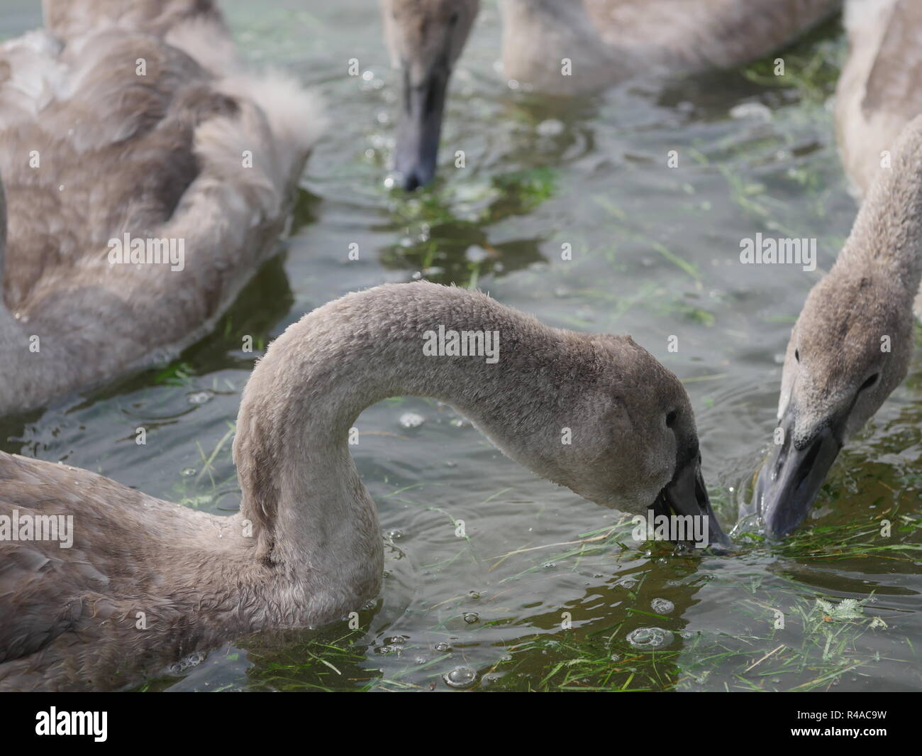 Whiteness of swans hi-res stock photography and images - Alamy