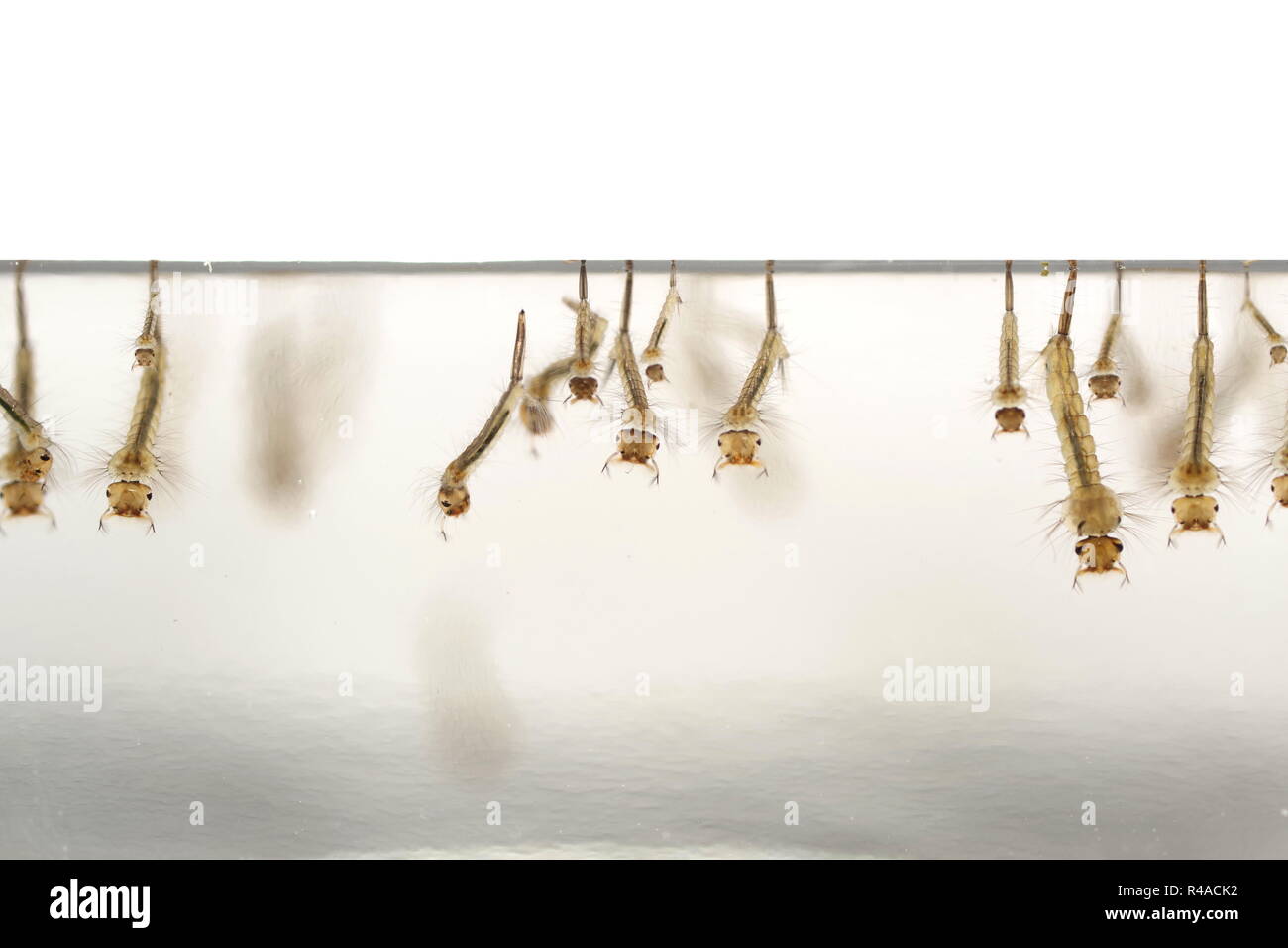 mosquito's larva in water Stock Photo - Alamy