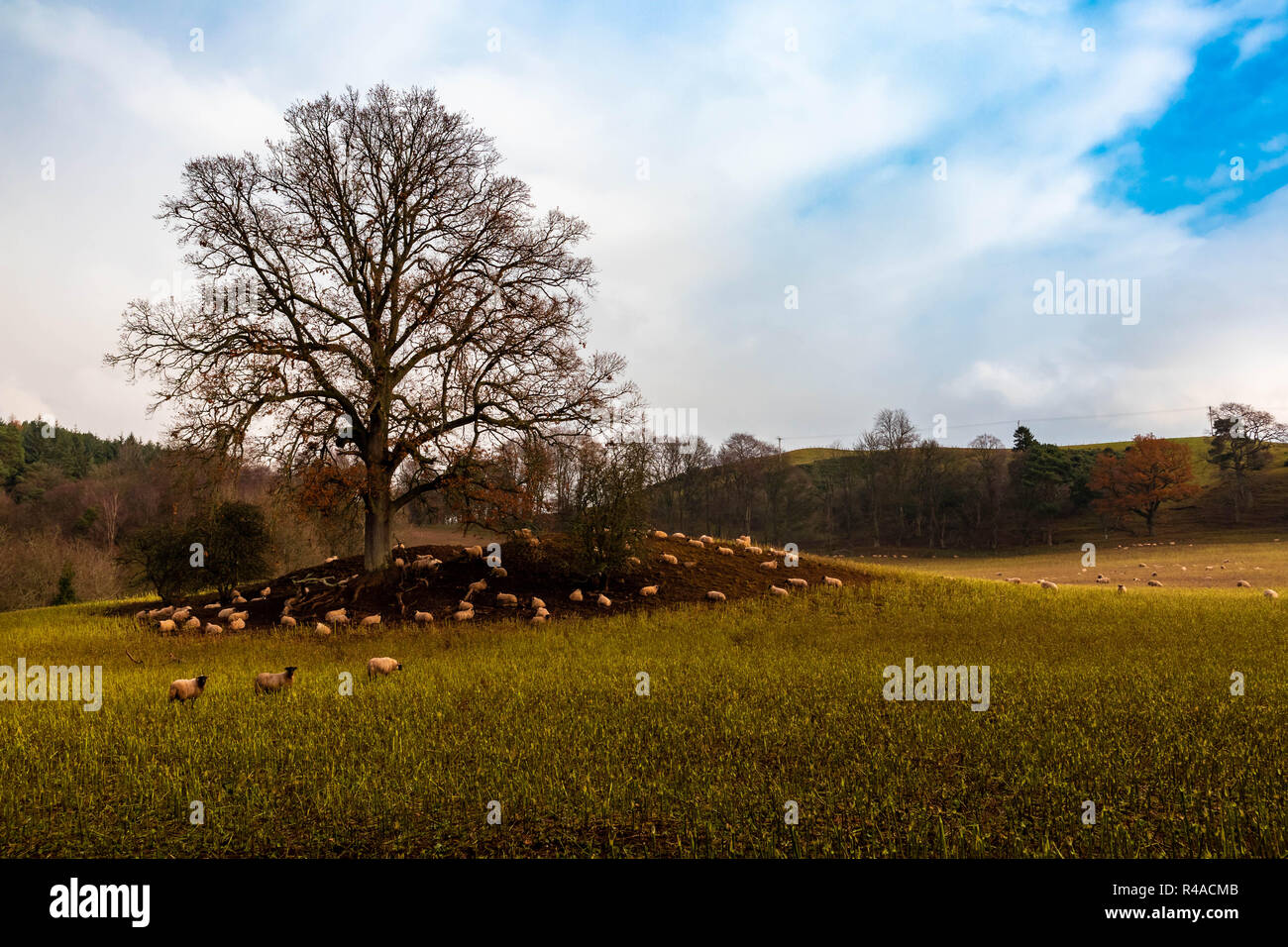 Sheep under oak tree hi-res stock photography and images - Alamy