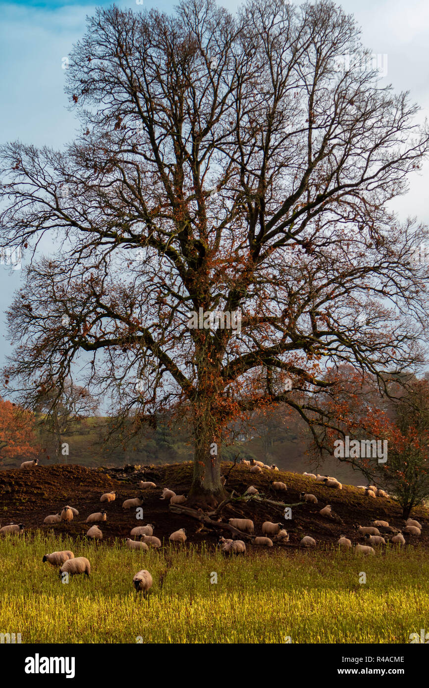 Sheep under oak tree hi-res stock photography and images - Alamy