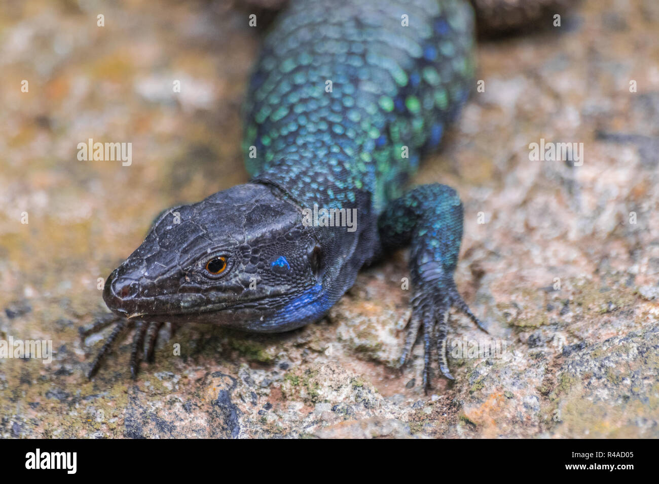 Tenerife lizard (Gallotia galloti eisentrauti) head portrait Stock ...