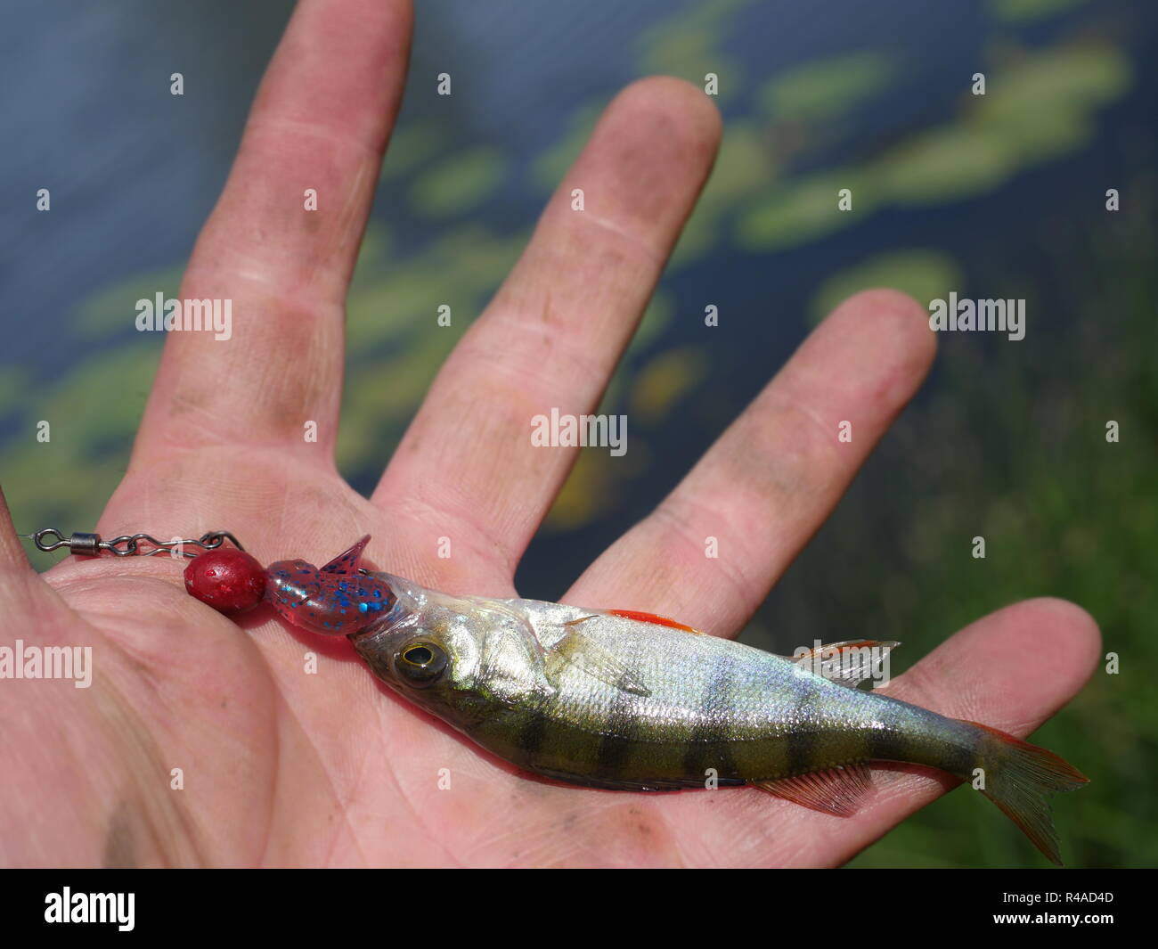 Perch to hand hi-res stock photography and images - Alamy