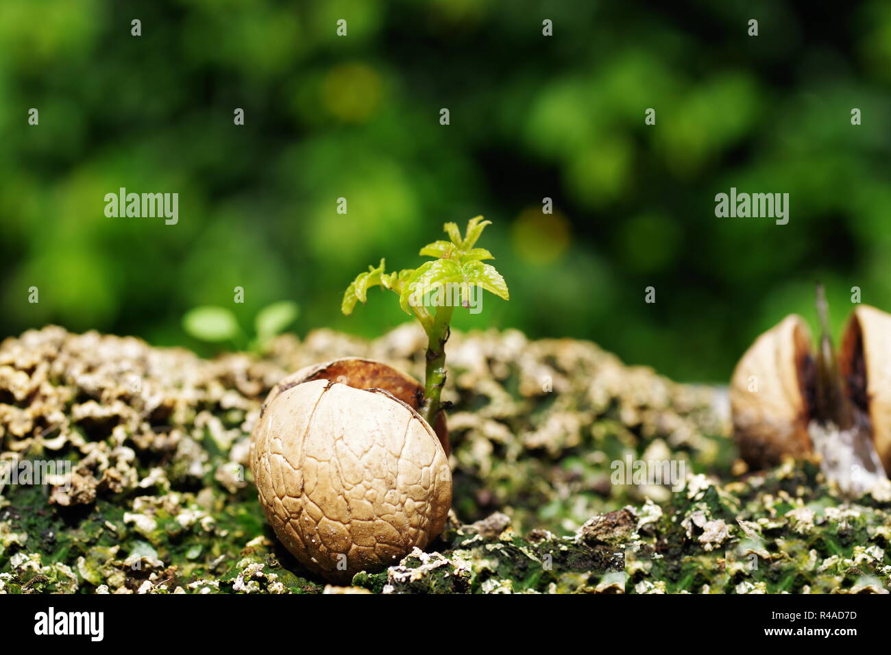 germinated walnut with root on soil background Stock Photo - Alamy